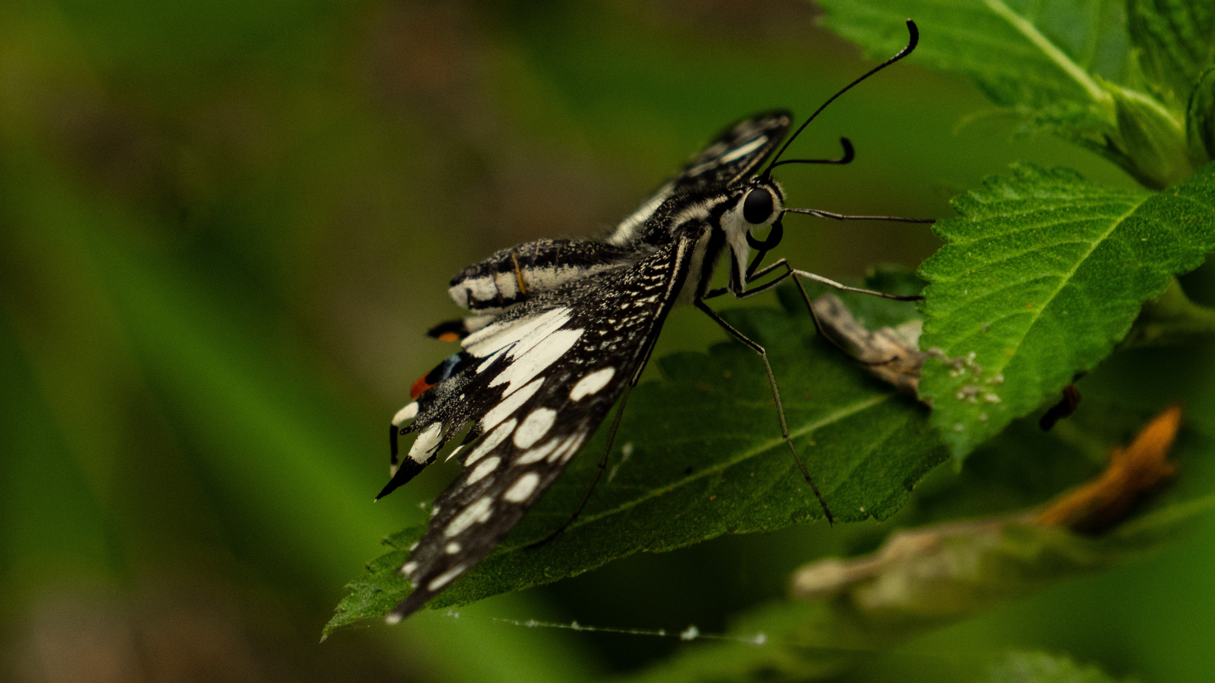 Insects Album
