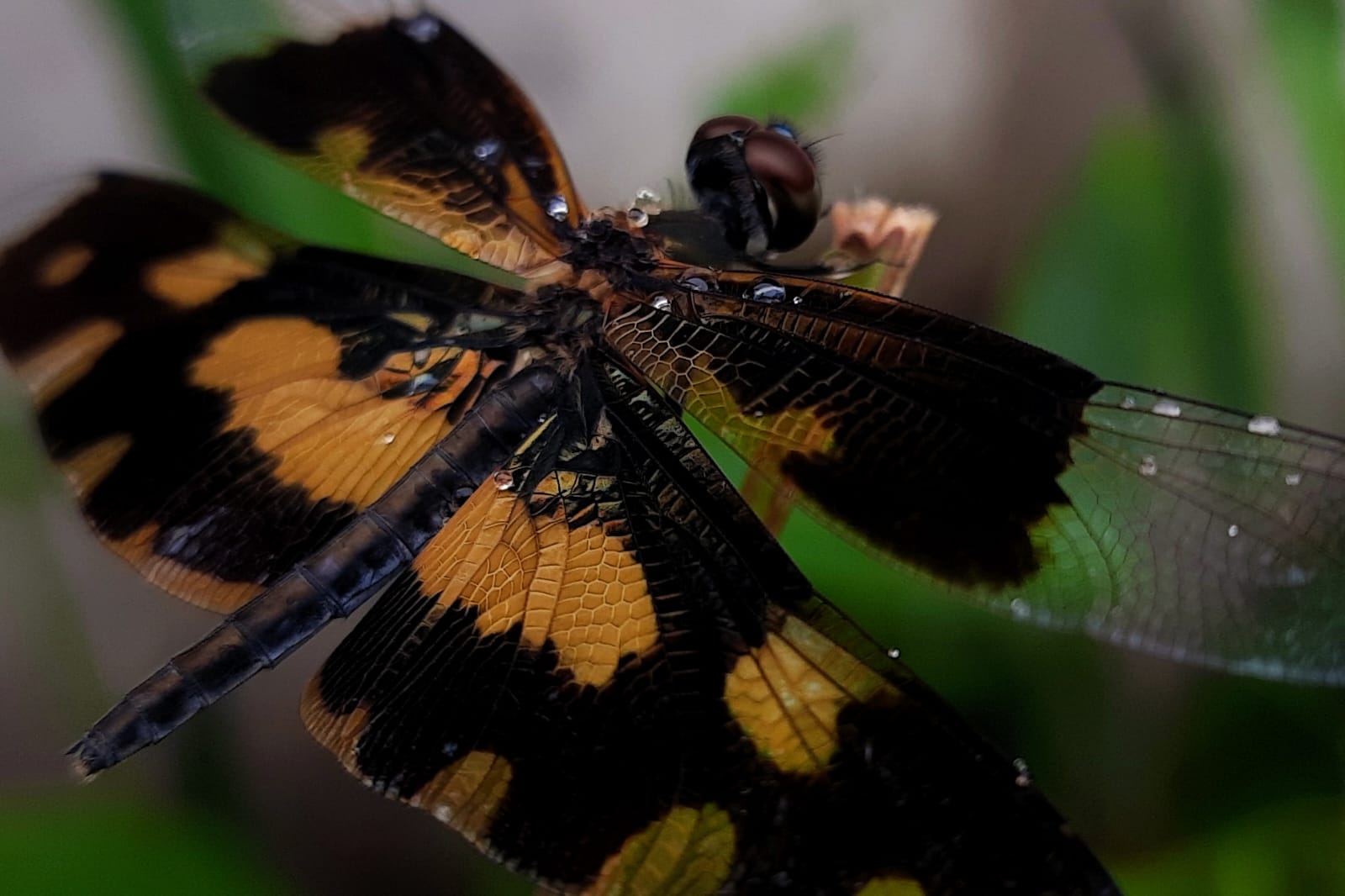 Insects Album