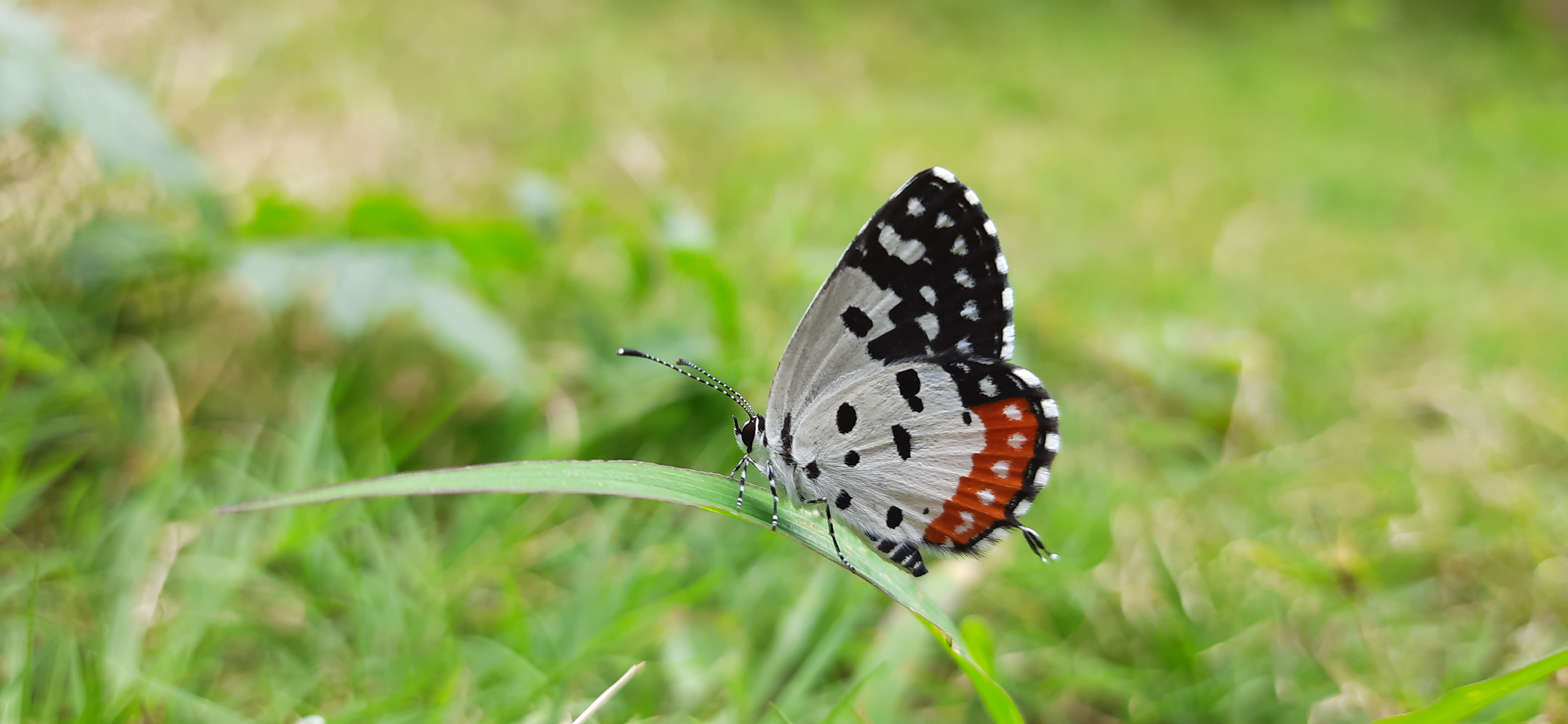 Insects Album