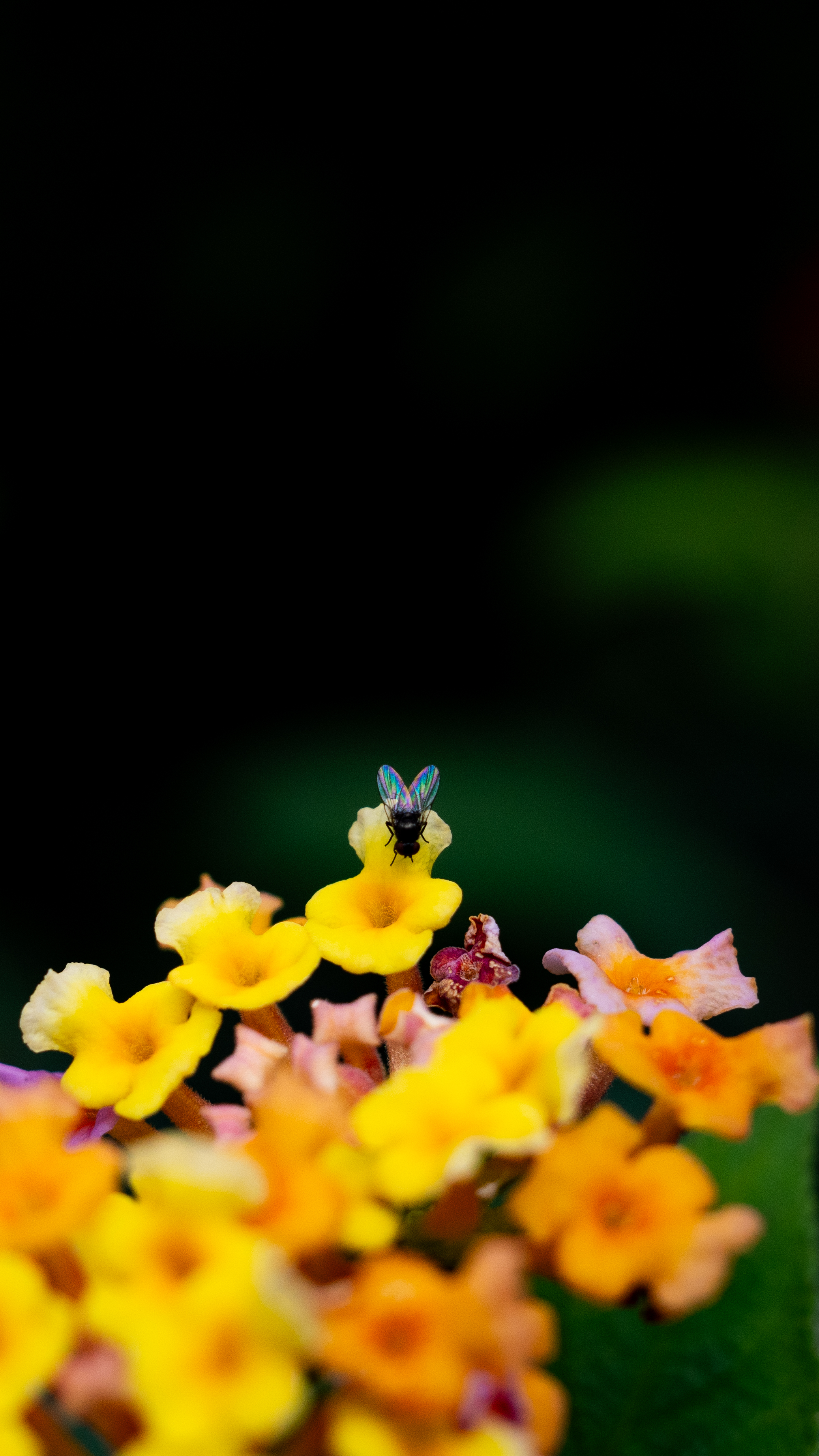 Insects Album
