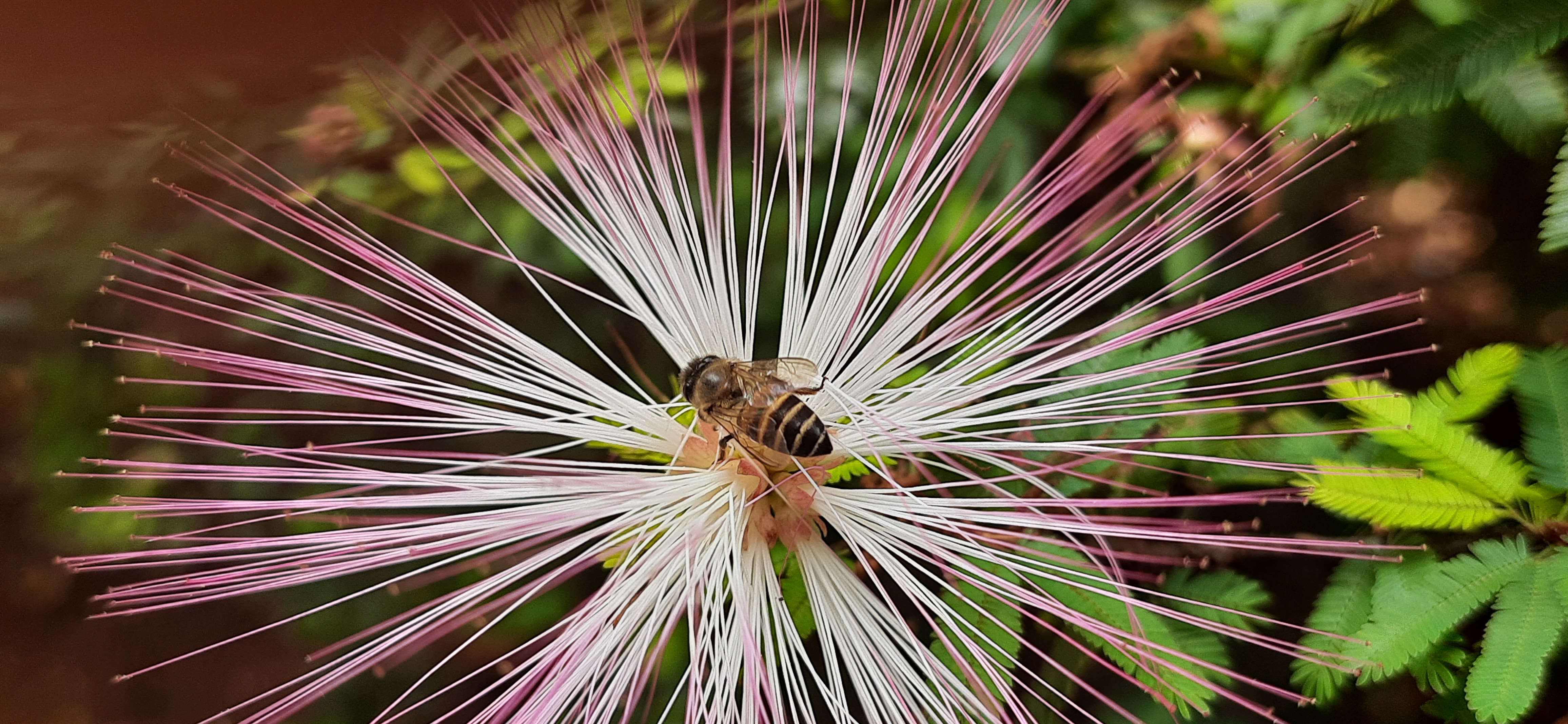 Insects Album