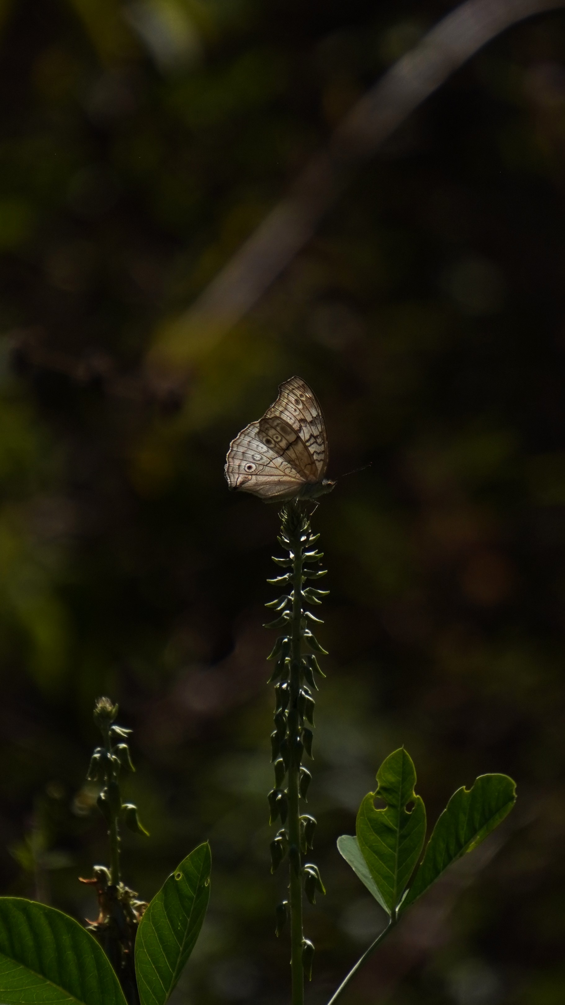 Insects Album